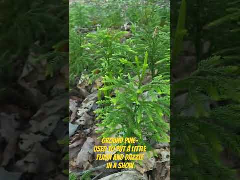 #plants #plantlore #woodlands #homeschooling #nature @TalesforTykes-tr5uy