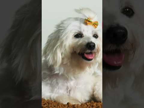 🐕🦺 What do you call a Female Dog? What are Female Dogs Called? Bitch Pronunciation #femaledog
