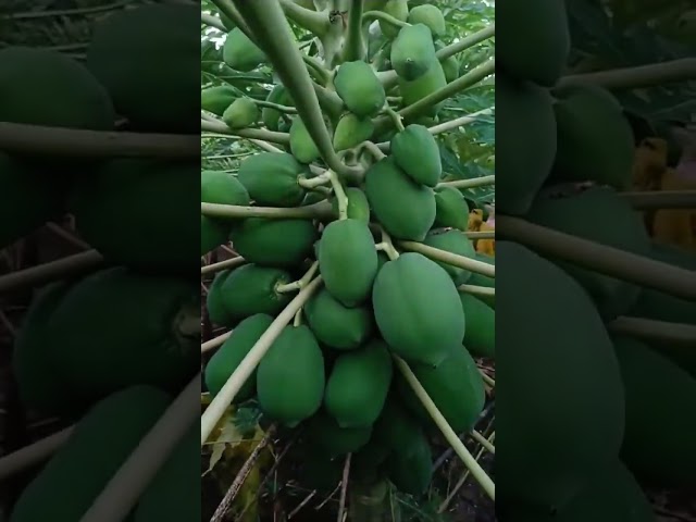 Sahjan plants - Munga Drumstick Plant Manufacturer from Chhindwara