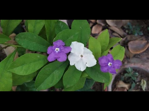 BRUNFELSIA PAUCIFLORA ( morning noon night, kiss me quick )plant ,, UPDATE