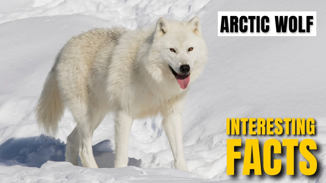 Amazing facts of  Arctic Wolf | Interesting Facts | The Beast World