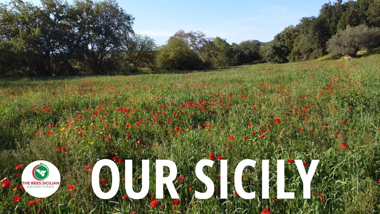 Our Sicilian Week: Poppies, Fava, And A Very Italian Movie Night