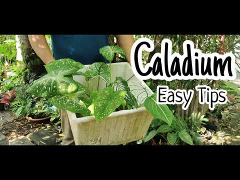Caladium Care Tips , Caladium Plant Care @thefirstplant