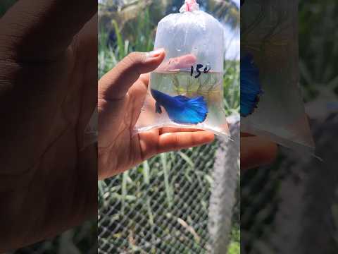 Beta Fish Tank Setup ||Fighter Fish Breeding Tamil || #aquarium #tamil #bettafish
