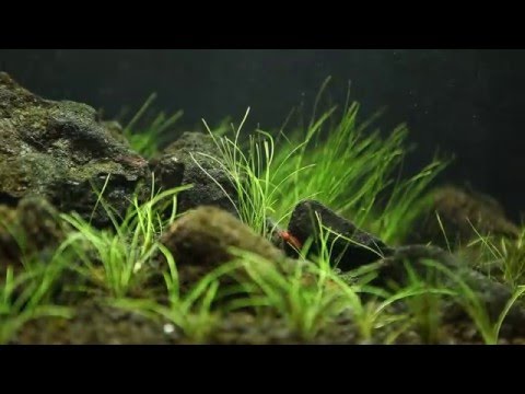 Inspiring video of planted tank aquascape with GLA CO2 System & Atomic ...