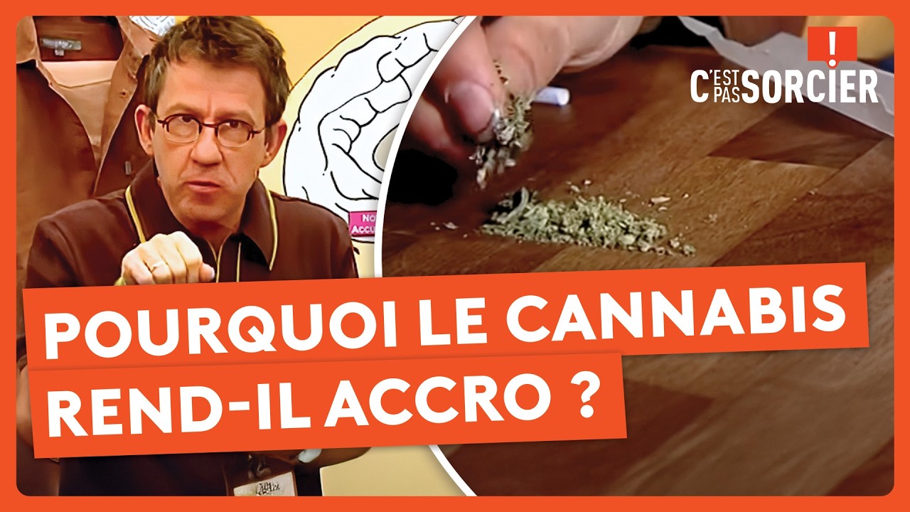 Pourquoi le cannabis rend-il accro ? - C'est pas sorcier