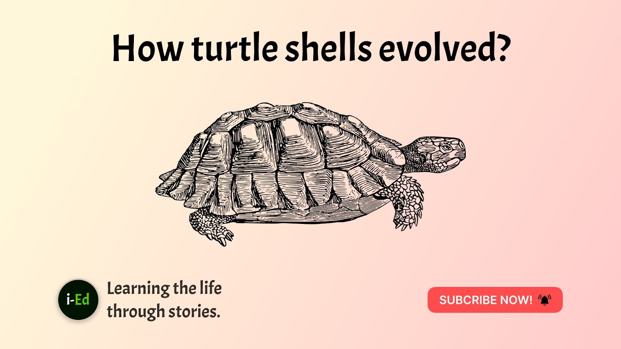 How turtle shells evolved? - i-Ed