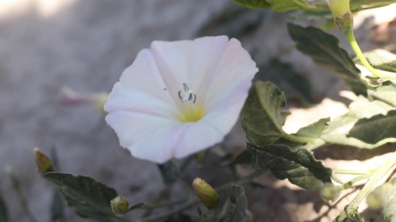 FIELD BINDWEED (Convolvulus arvensis)