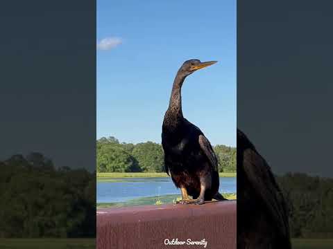 Anhingas groove