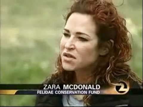 KTVU Bay Area Broadcast on Felidae on 6/1/2006