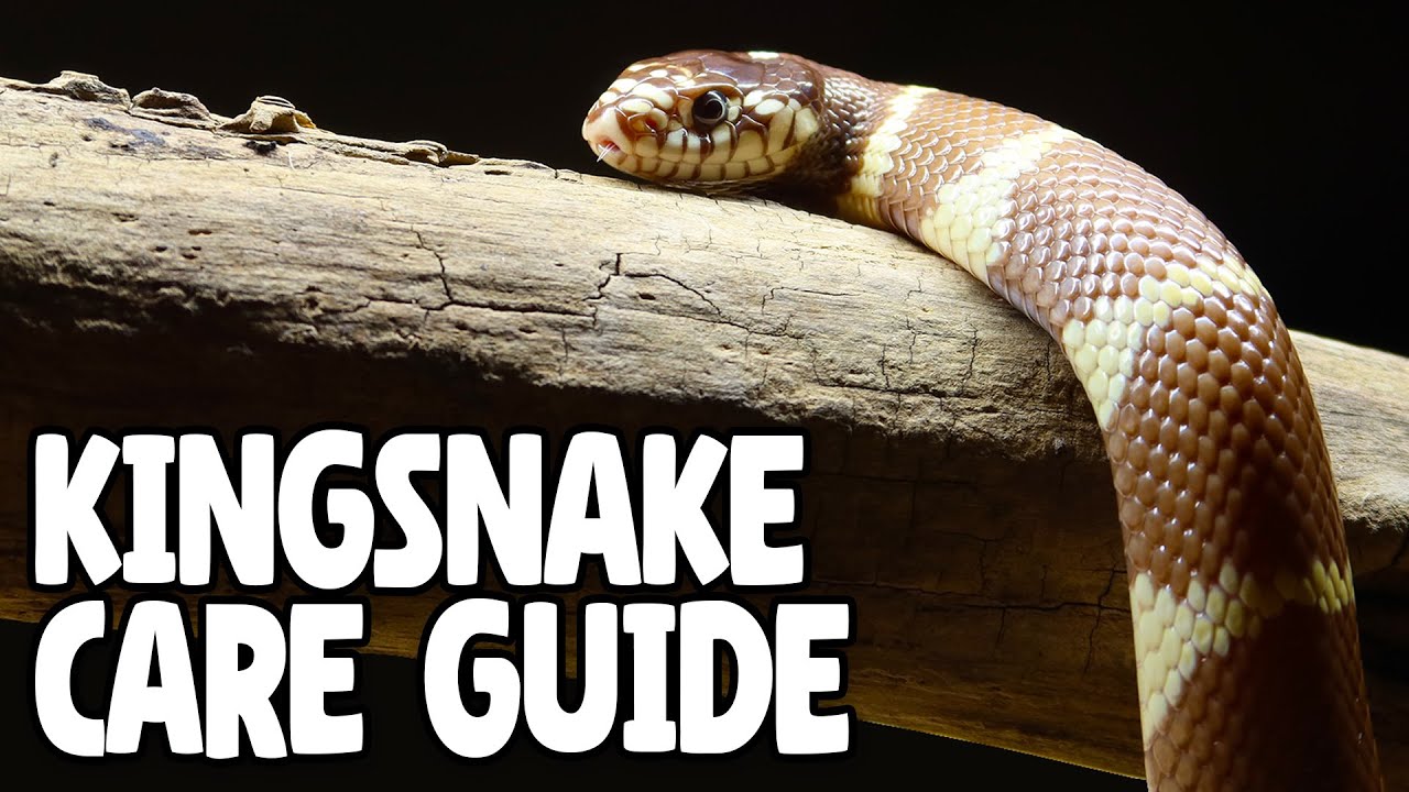 King Snake Care Guide for Beginners