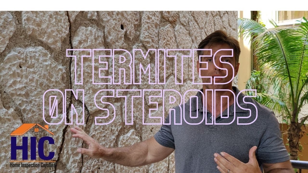 Formosan Termites vs Eastern Subterranean Termites