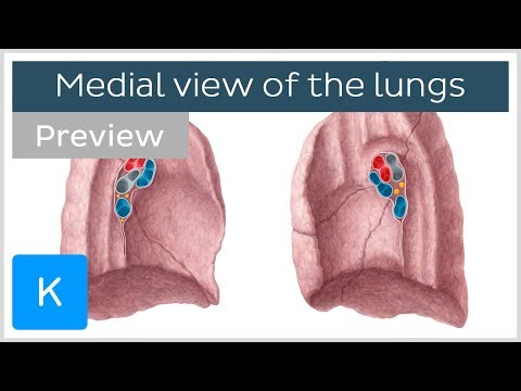 Lungs - Medial views, structure and function (preview) - Anatomy | Kenhub