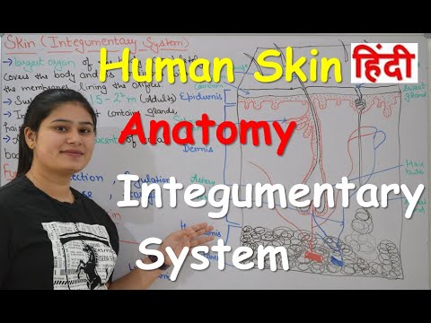 Human Skin | Integumentary system Anatomy in Hindi | Structure | Layers | Functions | Part-1