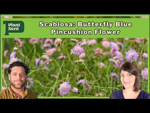 Scabiosa: Butterfly Blue Pincushion Flower