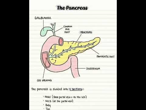 ➡️Pancreas Anatomy ✅ #anatomy #physiology #biology #biochemistry #pathology #medical #mbbs #bhfyp