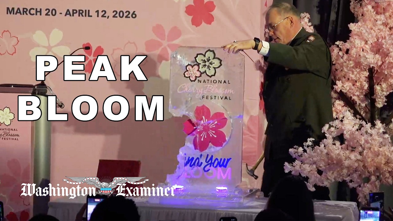 DC Cherry Blossom peak bloom announced!