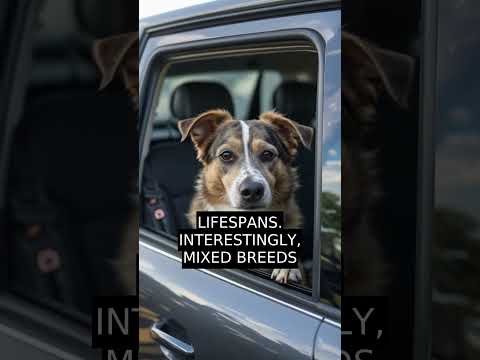 What's The REAL Secret to Helping Dogs Live Old?