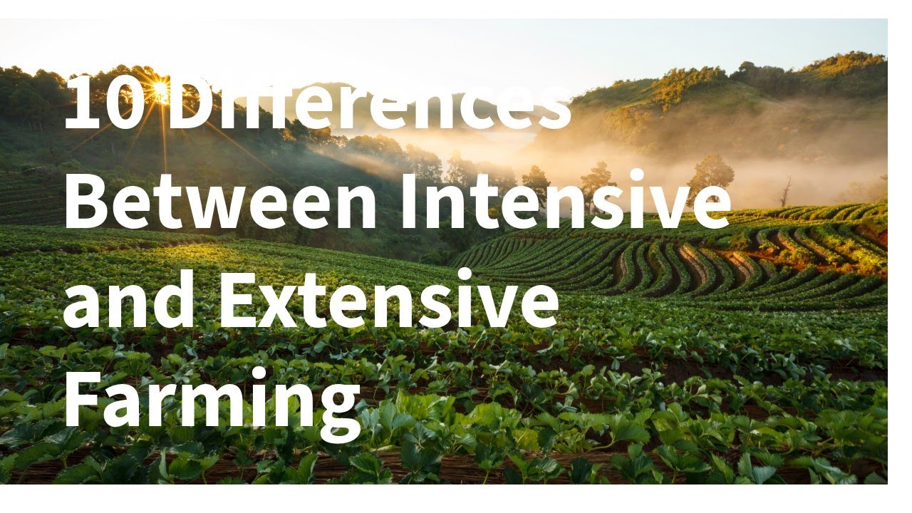 10 Differences Between Intensive and Extensive Farming