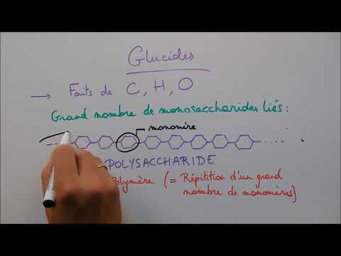 Molécules du vivant 2 - Les glucides