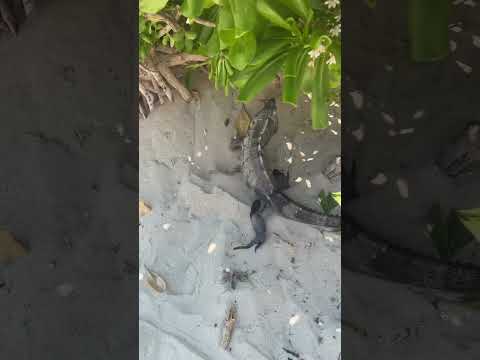 Dinosaur Style Iguana Lizard In Mexico Beach Cancun Wildlife In Natural Habitat At Caribbean Sea