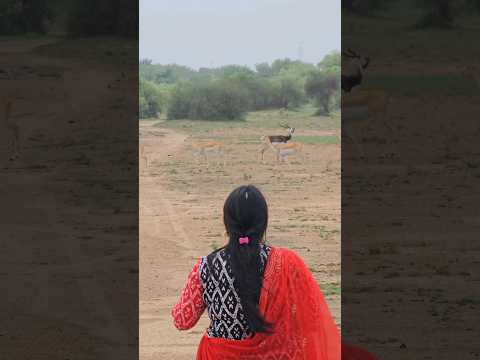 राजस्थान की सबसे खूबसूरत जगह #rajasthan #turist #turismo #nature #naturelovers #thardesart #wildlife