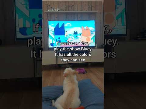 My Dog's Favorite Cartoon to Watch, Bluey ❤ Isn't It Adorably Cute? 😍