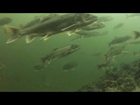 Trout Doubts