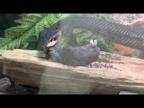 Snake Eating a Dead Rat – Treasured Timeout