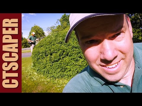 FORSYTHIA WACK AND HACK TIME LAPSE