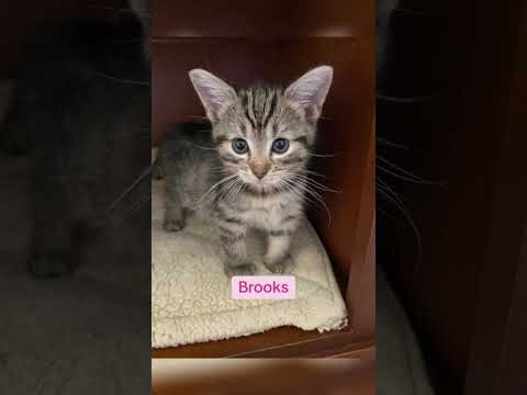 The CH Mountain Kittens have names!