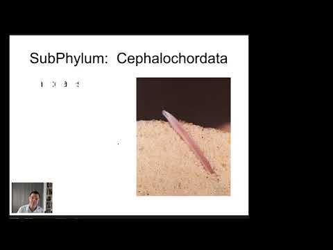 chordate lecture 1