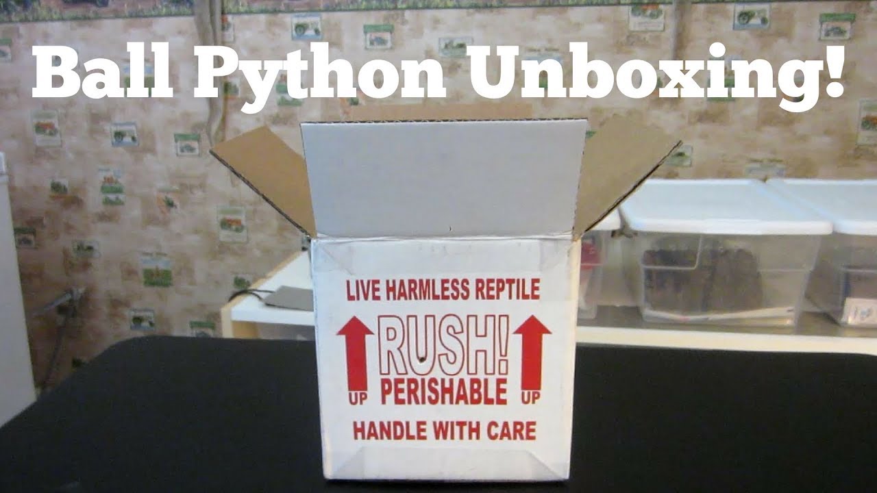 Ball Python Unboxing From Regius Creations - Benjamin's Exotics