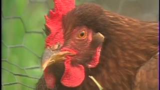 32 Games Like Chicken Boy – Games Like