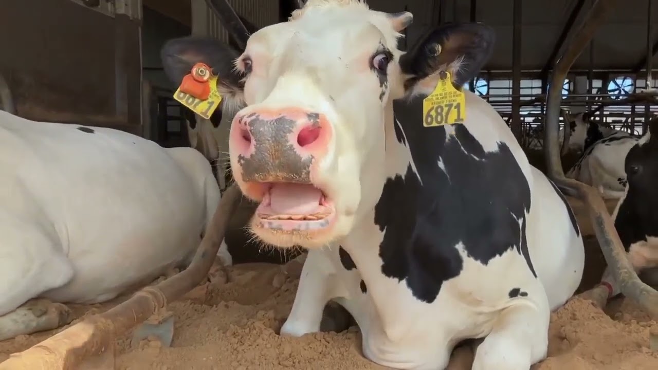 Move over, Fitbit: Farmers now have smart tech for cows!