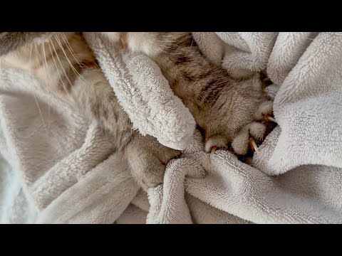 Why Do Cats Knead Soft Blankets?