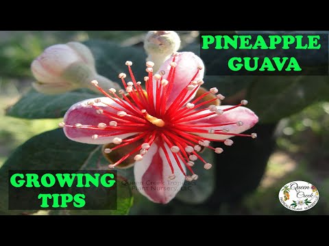 Evergreen, Edible Flowers And It Fruits MUST HAVE | Pineapple Guava