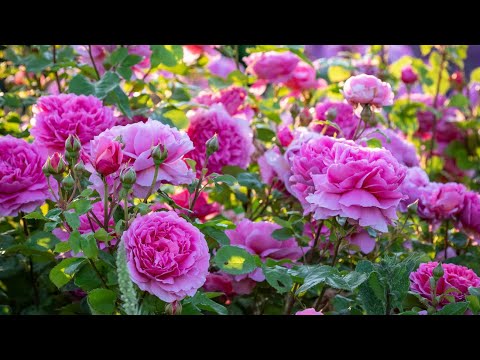 Top 10 David Austin Roses of 2025