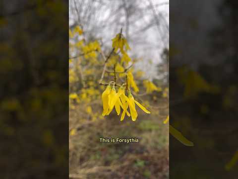 Forsythia is an awesome shrub, the leaves + fruit have even more medicinal benefits! 💛 #wildfood