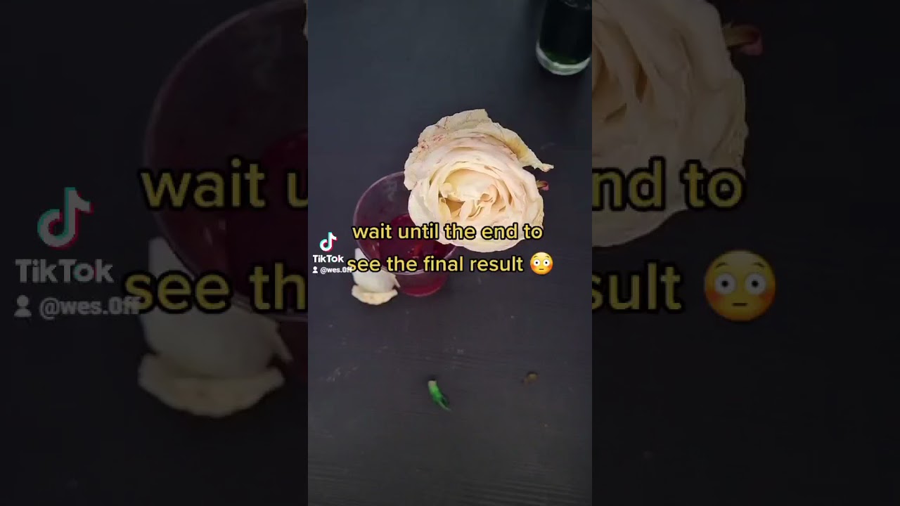 history of 🌹🏳️‍🌈 video tiktok ✅ or 🧢 Linktr.ee/wes.off bio link ➡️💙