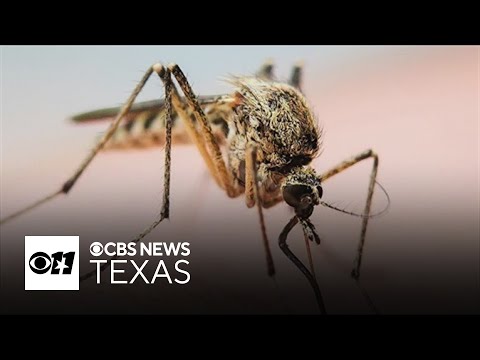 Dallas County reports first positive West Nile virus in zip code of Irving
