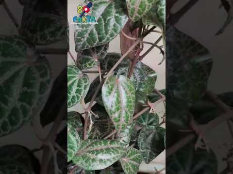 Tahukah kamu.?? Fakta manfaat daun sirih merah untuk kesehatan