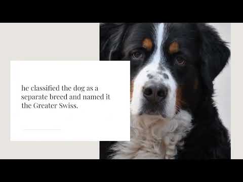 Greater Swiss Mountain Dog – Characteristics, 6 Comprehensive Behaviour And Health