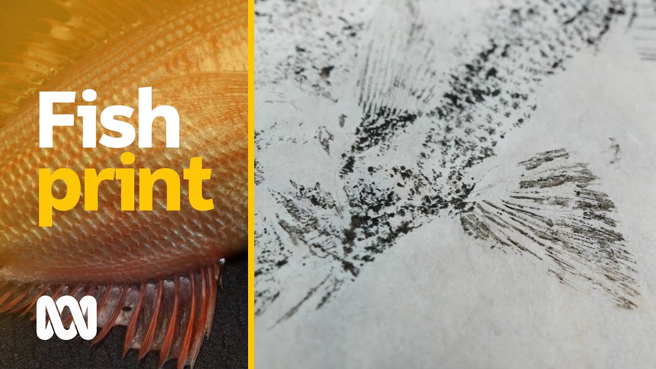 Australian artist uses dead fish to make ink prints 🐟🎨 | Amazing Australia | ABC Australia