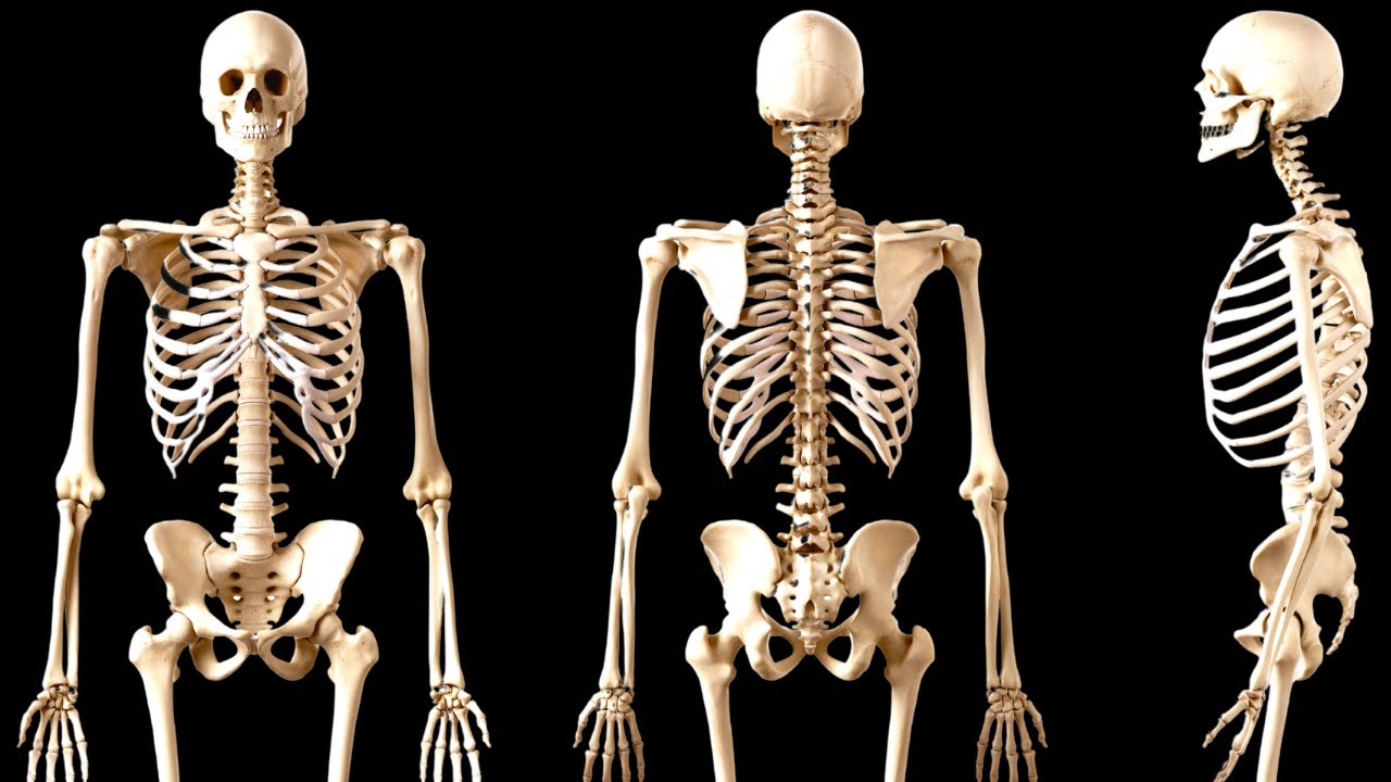 The SKELETAL SYSTEM explained: the bones of the human body (The skeleton)👩‍🏫