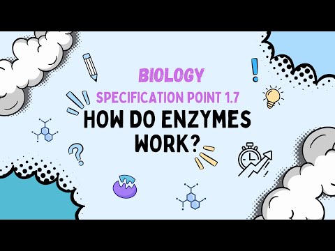 GCSE Biology - What Are Enzymes? Mechanism & Specificity