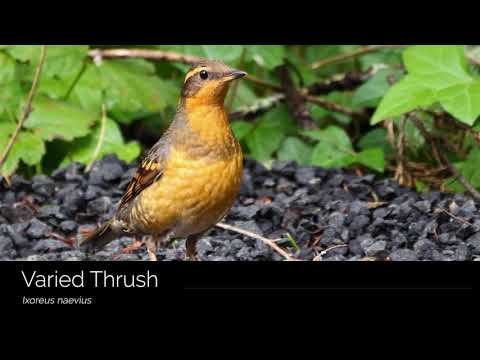 Varied Thrush