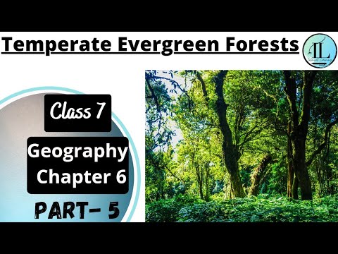 Temperate Evergreen Forests | Natural Vegetation and Wild Life Class 7 Geography Chapter 6 | NCERT