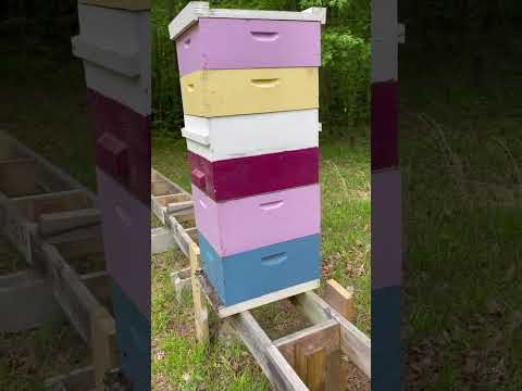 The Last Original Beehive