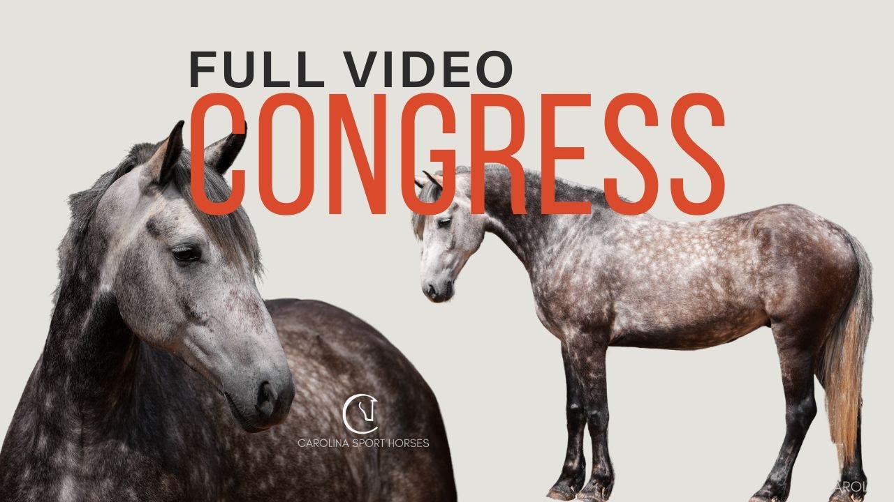 Congress - FULL VIDEO || Dapple Grey || Friesian x Quarter Horse